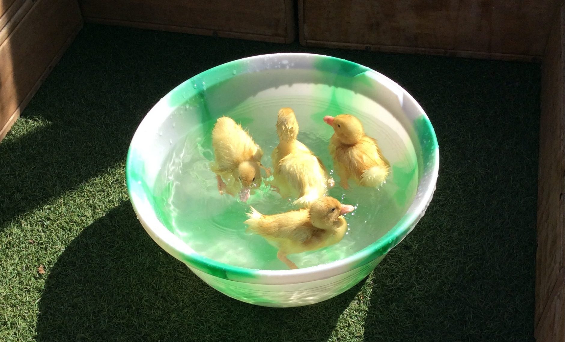 Reception – Barnes Primary School